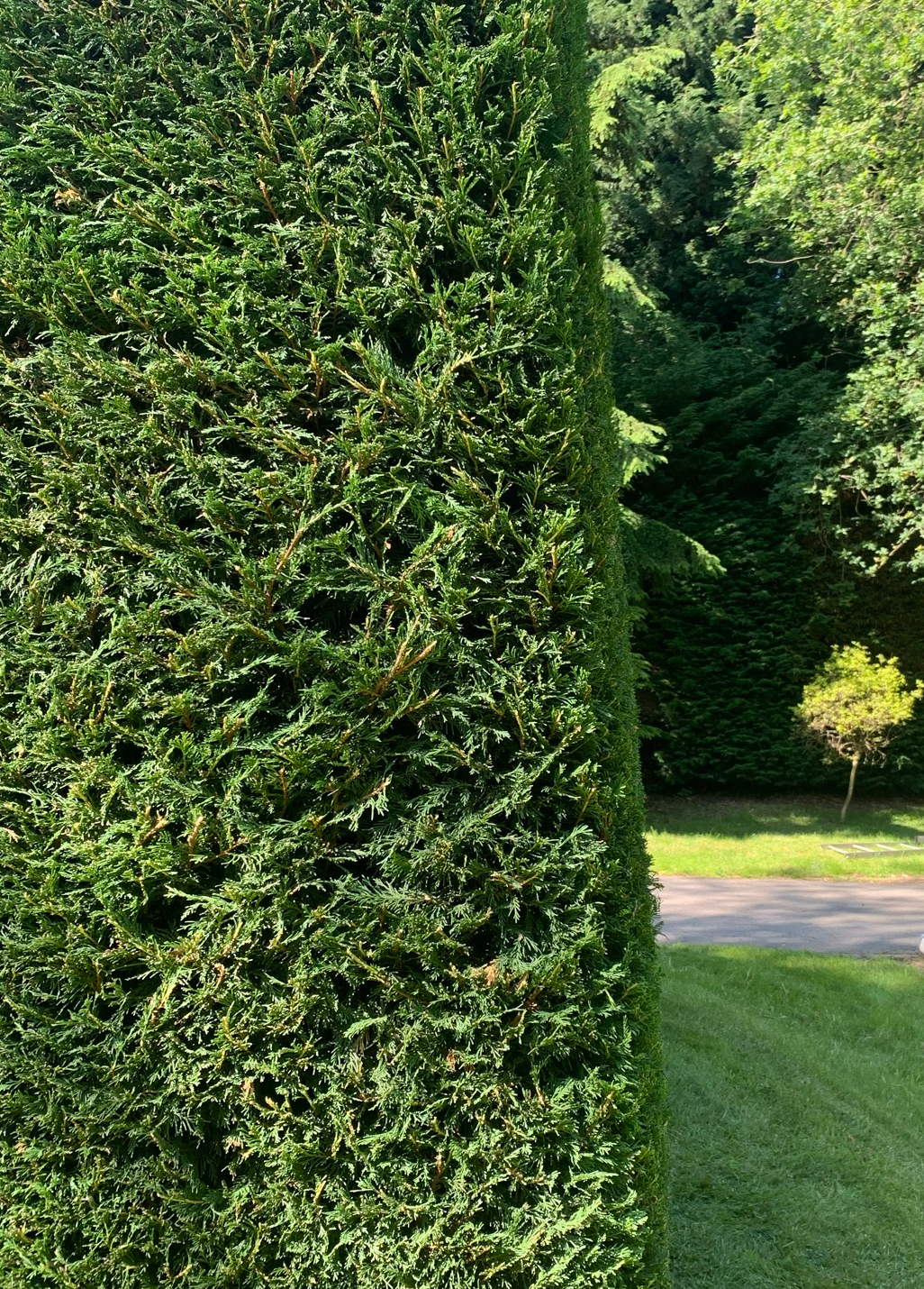 Hedges – Hunton Trees